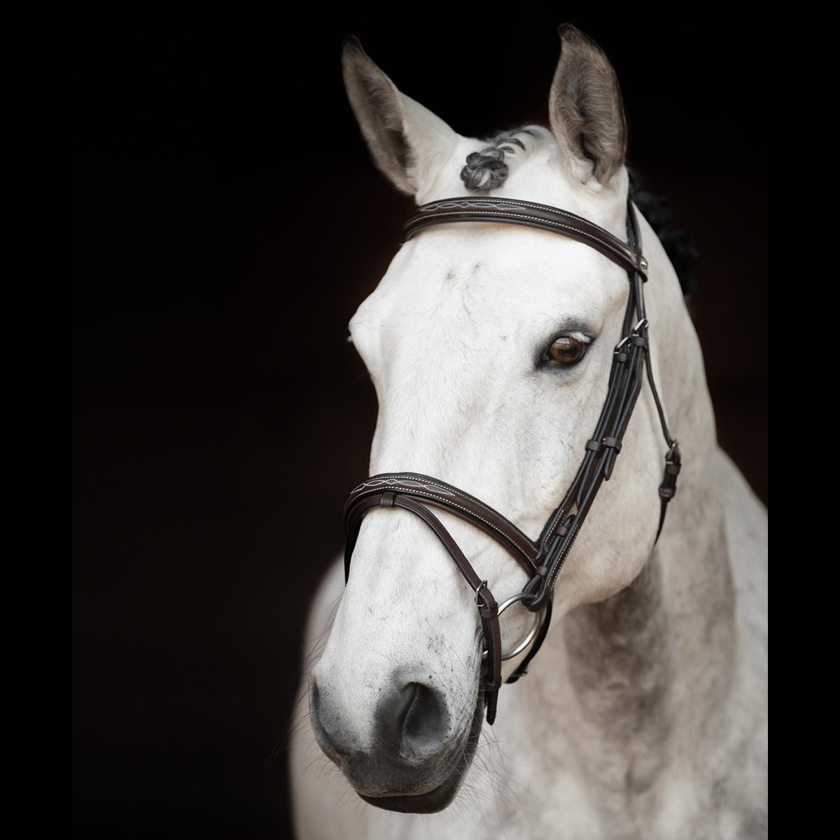 Träns Knights | Börjes Hästsport